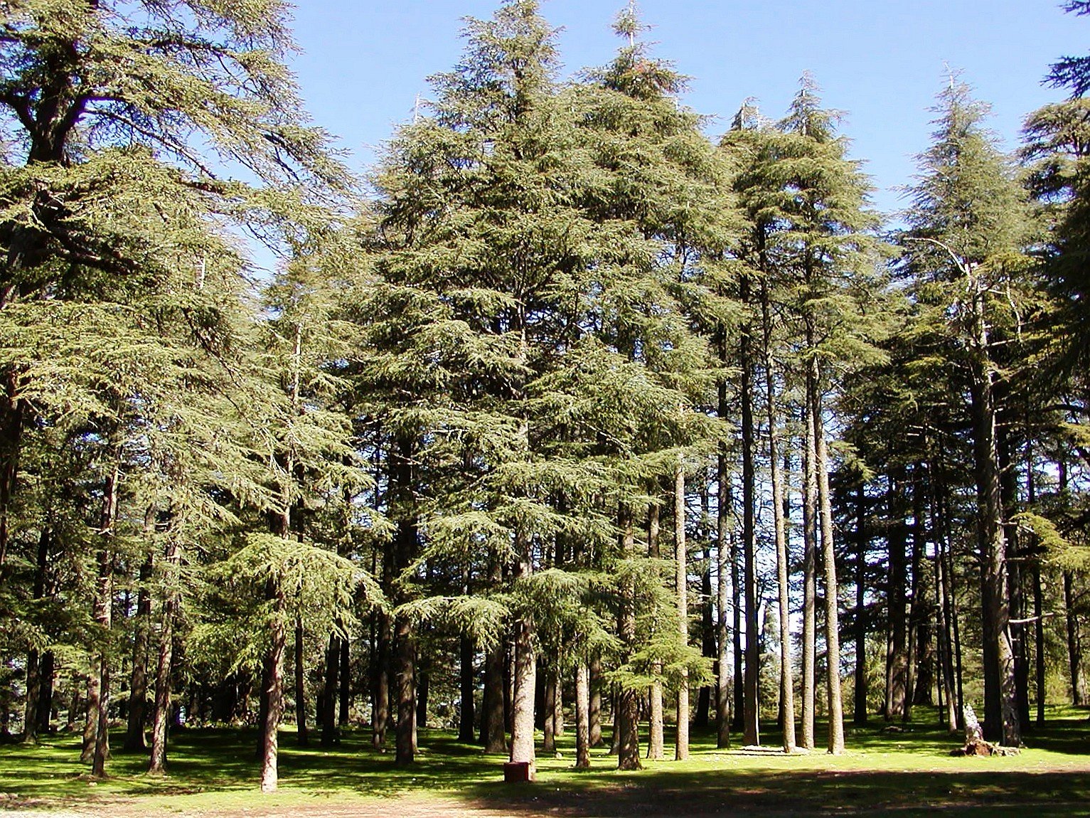 Qué Ver y Qué Hacer en Ifrane: La Guía Completa